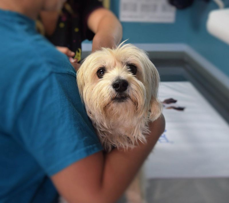 Fry Road Animal Clinic Delivers Fast Medical Results For Katy Pet ...